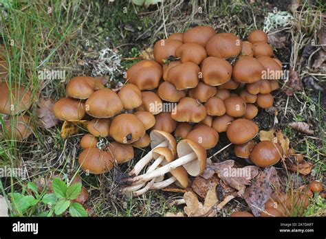 Psathyrella Piluliformis Known As Common Stump Brittlestem Wild