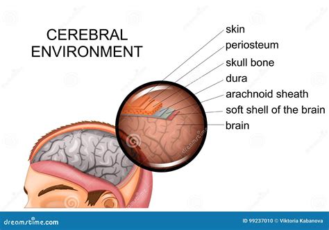 The Anatomy Of The Meninges Stock Vector Illustration Of High