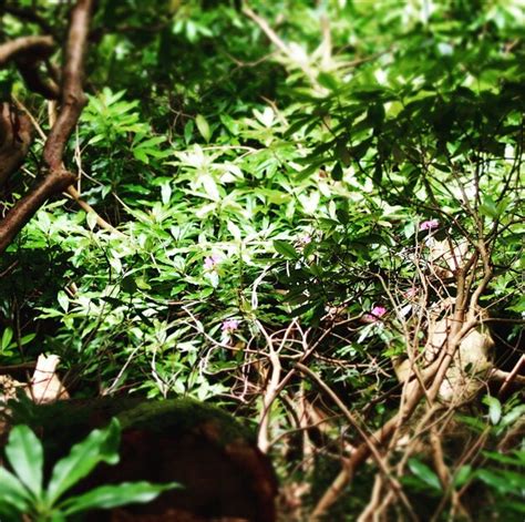 Premium Photo Plants Growing On Tree