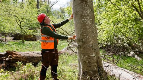 Sustainable Forestry Practices A Comprehensive Guide To Eco Friendly
