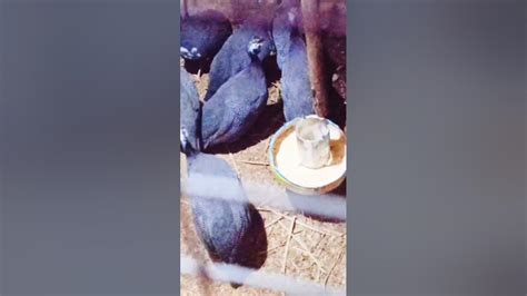 Guinea Griolla Youtube