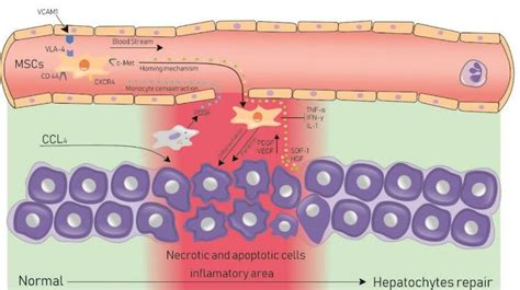 Migration Of Mesenchymal Stem Cells Mscs To Injured Area Cxcr4 And