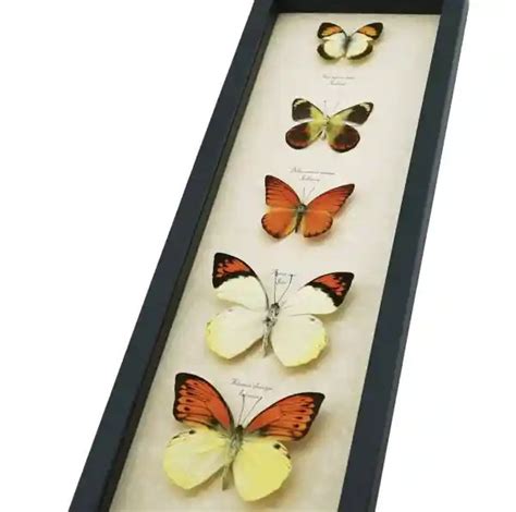 Real Framed Butterfly Displays Taxidermy Art Butterflies