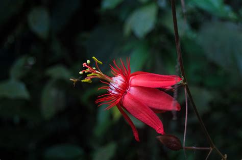 Focus On Foreground Hibiscus Photography Rainforest Jungle