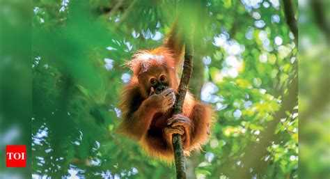 ‘saving Orangutans Will Preserve Humanity — Women Sustain Life And They