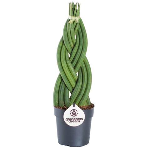 Sansevieria Tressé Twister Cadeau Plante Dintérieur À Feuillage