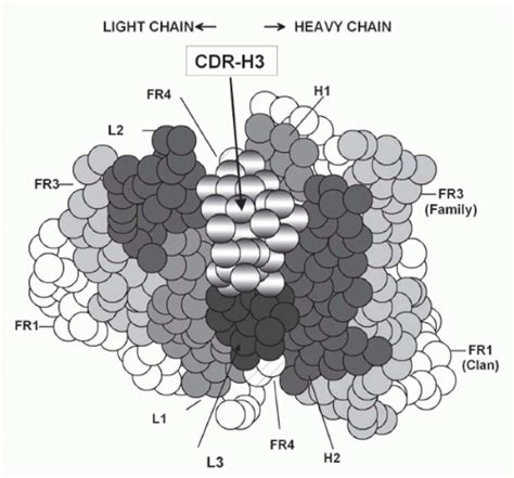 Immunoglobulins Structure And Function Oncohema Key