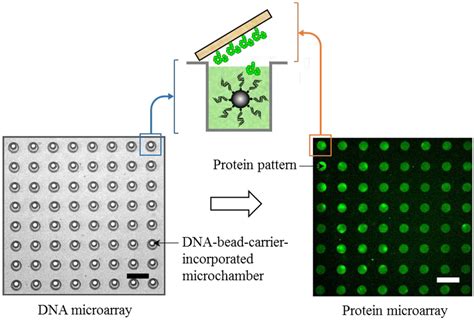 Microarrays Special Issue New And Old Technologies For Generation Of Microarrays