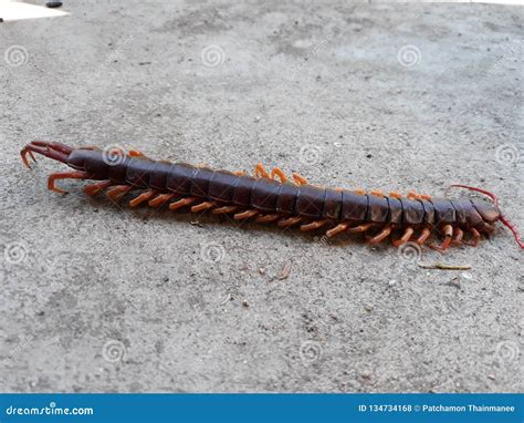 Class Chilopoda