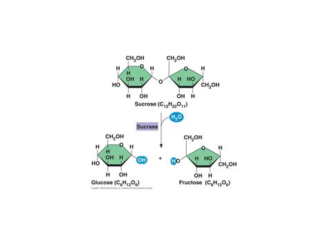 Dehydration Synthesis Science Biology Organic Molecules Organic