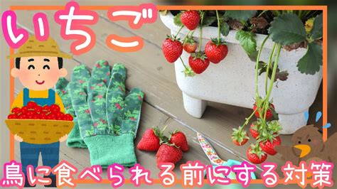 いちご鳥に食べられる前にする対策家庭菜園2022年4月～5月プランター栽培 Youtube