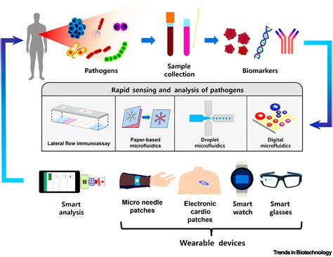 Rapid Point Of Care Pathogen Sensing In The Post Pandemic Era Trends In Biotechnology