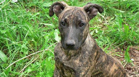 Plott Hound Breed Information Facts Traits Pictures And More Canine