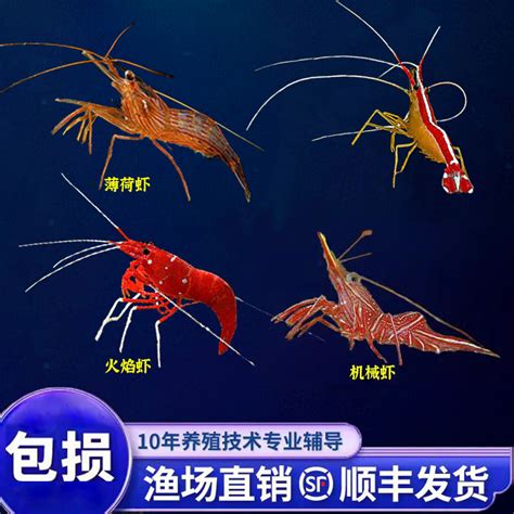 骆驼虾第3页大山谷图库