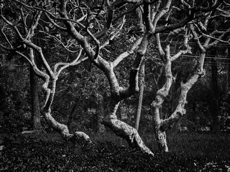 Árvore Nua Na Floresta Foto Premium