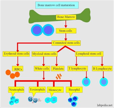 Lab Tests And Their Significance Complete Blood Count Cbc First Prenatal Visit Lab Tests And Their Significance Complete Blood Count Cbc First Prenatal Visit