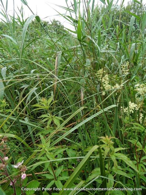 Habitat Fossitt Habitats — Foss Environmental Consulting