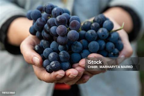 파란 잘 익은 포도와 손의 클로즈업 포도의 신선한 푸른 무리 와인 제조 와인 야채 정원 별장 수확의 개념 과일에 대한 스톡 사진 및 기타 이미지 Istock