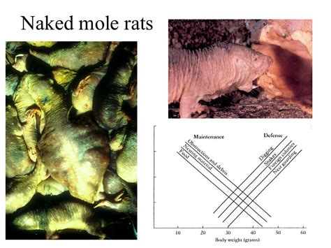 Eusociality Conflicts Over Reproduction Definition And Occurrence Ppt