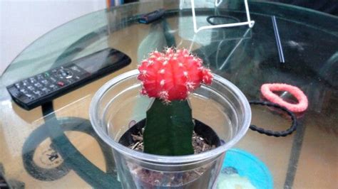 선물받은 빨간 선인장 완전 귀여워 ㅋㅋ 물은 한 달에 한 번만 주면 된다고 한다 얘야~ 부디 무럭무럭 자라거라