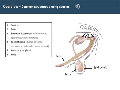 L2 Comparative Male Anatomy Flashcards Quizlet