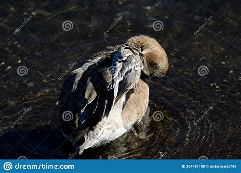 Eurasian Wigeon Preening Stock Image Image Of Preen 264481169