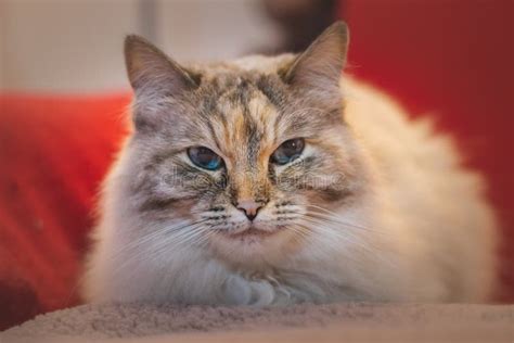 Close Up Of Ragdoll And Her Blue Eyes Domestic Cat Resting On A Red