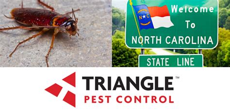 4 Common Types Of Cockroaches In Nc Identification And Removal