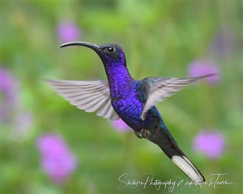 Violet Sabrewing Campylopterus Hemileucurus Hummingbird Birds In