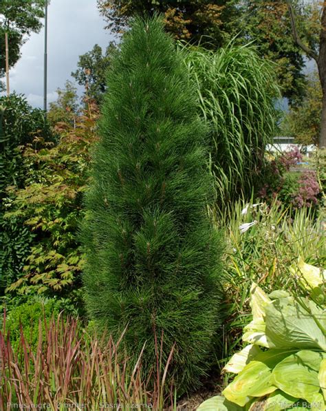 Сосна черная Зиммер (Pinus nigra Zimmer),купить сосну,саженцы сосны ...