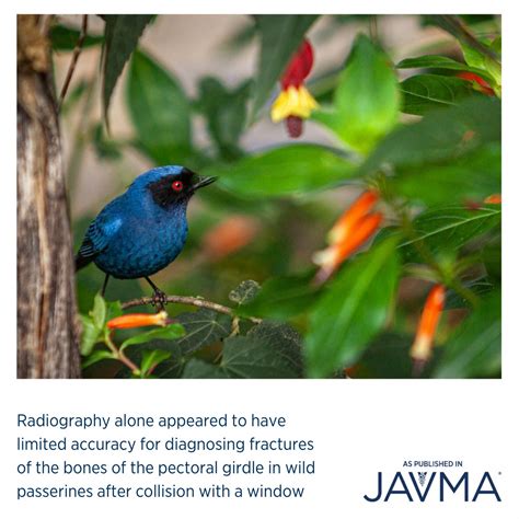 Today Is International Migratory Bird Day Radiography Alone Appeared