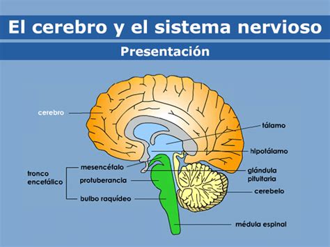 Para Que Sirve El Sistema Nervioso 2026