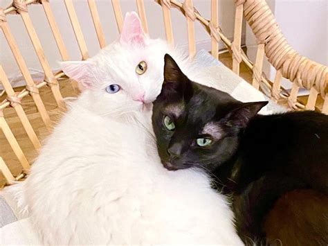 最新版！猫がずっと寝てるのは病気？判断基準と対処法完全保存版 Fesalia（フェサリア）スタッフブログ ねこのドレス屋さん
