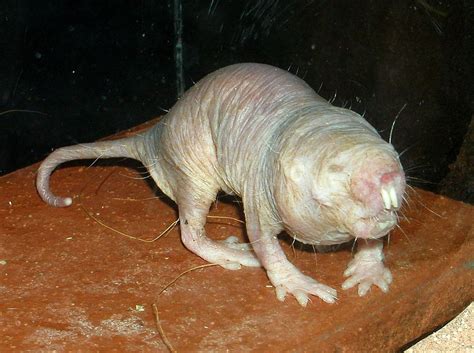 Interesting Facts About Naked Mole Rat