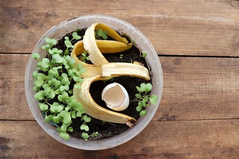 Diy Natural Fertilizers Homemade Solutions For