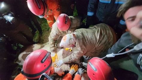 11 gün göçük altında kalmıştı Bircan isimli inek hayatını kaybetti