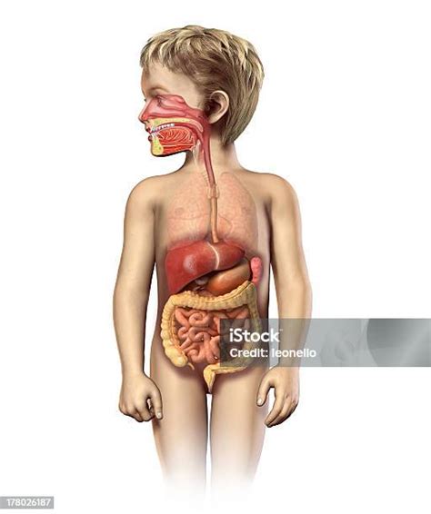 하위 구조 전체 소화계통 절단면 흰색 배경의 내부 단면도에 대한 스톡 사진 및 기타 이미지 내부 단면도 0명 3차원 형태