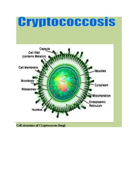 Cell Structure Of Cryptococcus Fungi Pdf Immune System Macrophage