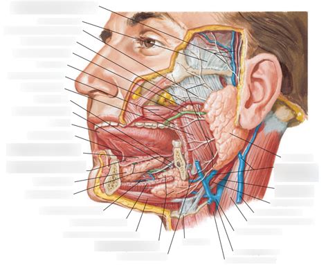 Diagram Of Salivary Glands Quizlet