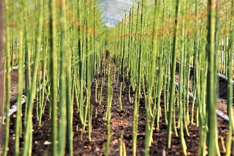 アスパラガスのハウス栽培方法を紹介！ 育苗から害虫対策まで Minorasuミノラス 農業経営の課題を解決するメディア