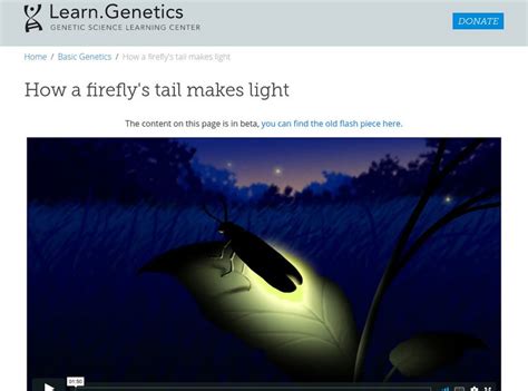 University Of Utah Learn Genetics What Makes A Firefly Glow Interactive For 9th 10th Grade