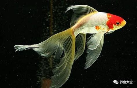 草金魚都有哪些品種 每日頭條