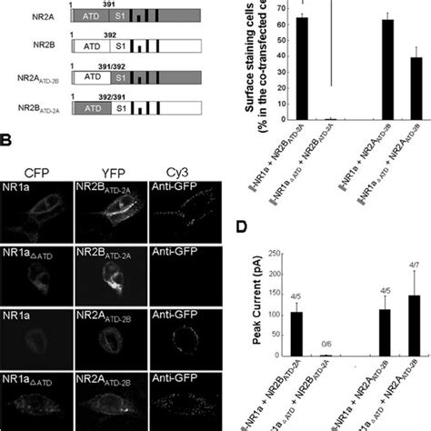 Surface Expression And Functional Analysis Of Nmda Receptors Containing
