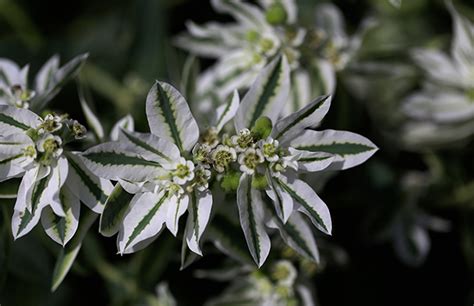Euphorbia Marginata