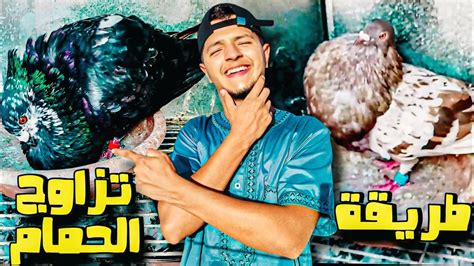 طريقة تزاوج الحمام 🤔 Youtube