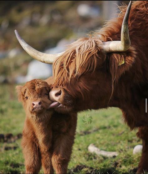 Scottish Cow Breeds