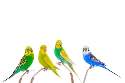 코뉴어 이미지 스톡 사진 및 일러스트 Istock