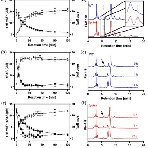 Cyclic Diadenosine Monophosphate C Di Amp Is Produced By Disa Of C Download Scientific