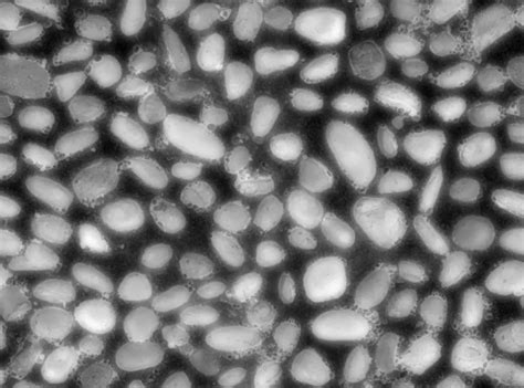 Tileable Pebbles Pavement Texture Maps Texturise Free Seamless
