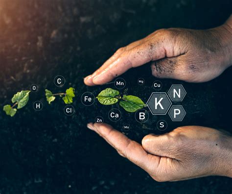 Plant Fertilizer Numbers Npk Ratios Explained Homes And Gardens